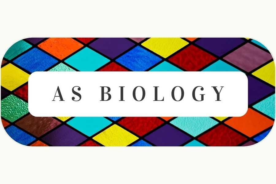 BioMed Foundation BioMed Foundation