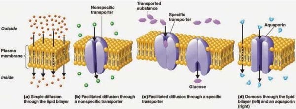 4.07 Overview: Mechanisms of Transport Across Membranes – BioMed Foundation