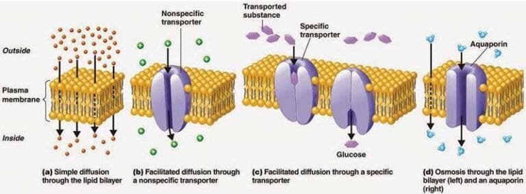 4.07 Overview: Mechanisms of Transport Across Membranes – BioMed Foundation
