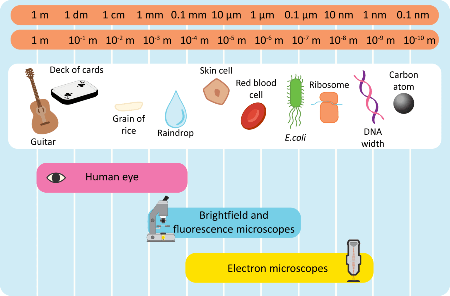 1.04 Units of Measurement and Organelle Sizes – BioMed Foundation