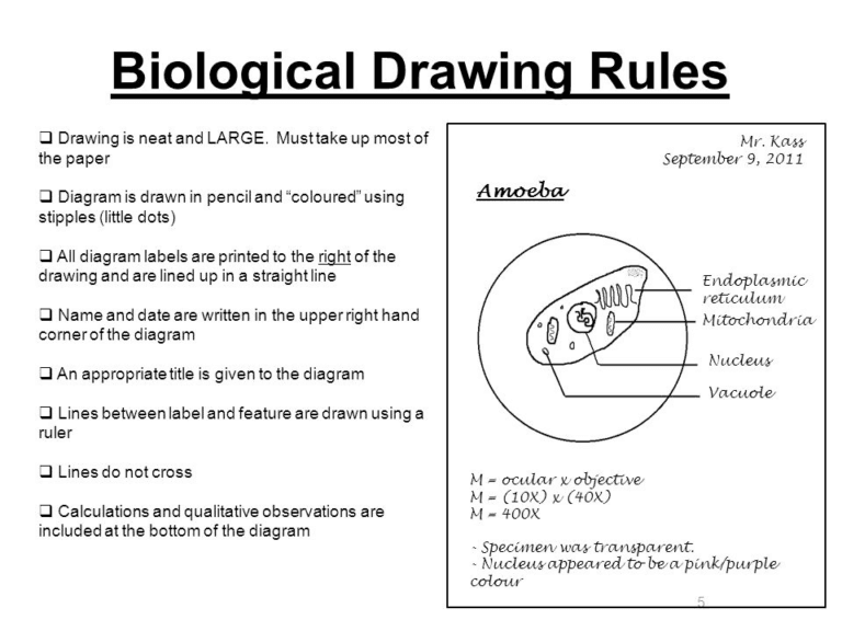 1.03 Drawing Cells – BioMed Foundation