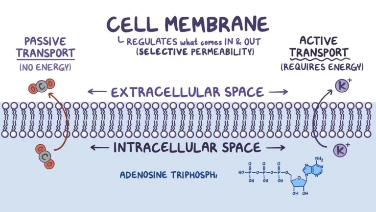 4.03 Membrane Proteins – BioMed Foundation
