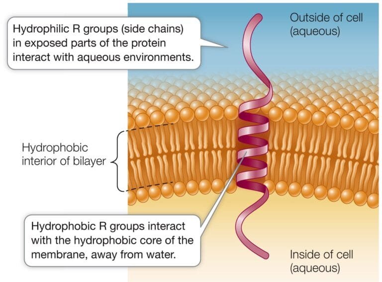 4.01 Overview: Cell Membrane – BioMed Foundation