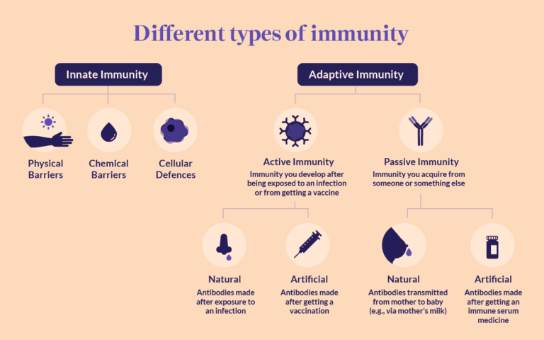 11.06 Active & Passive Immunity – BioMed Foundation