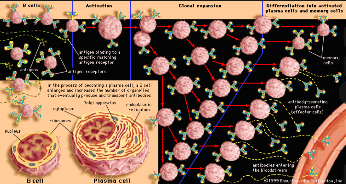 11.08 Monoclonal Antibodies (Mabs) – BioMed Foundation