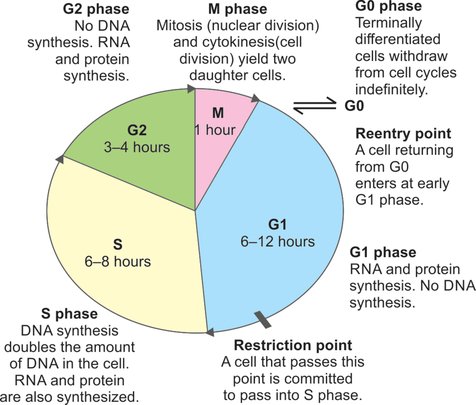 5.03 Cell Cycle – BioMed Foundation