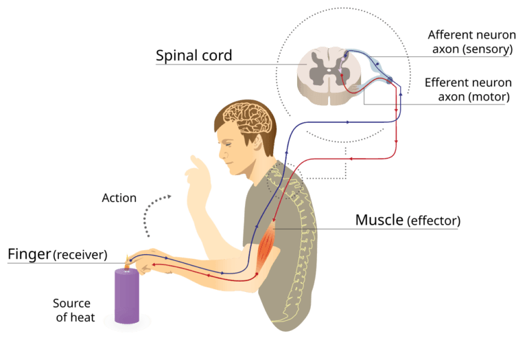 15.04 Neuronal Impulse Transmission – BioMed Foundation
