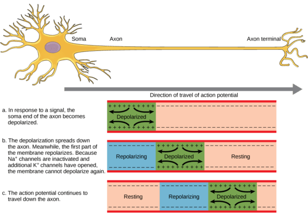 15.04 Neuronal Impulse Transmission – BioMed Foundation
