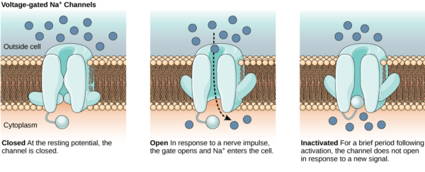15.04 Neuronal Impulse Transmission – BioMed Foundation