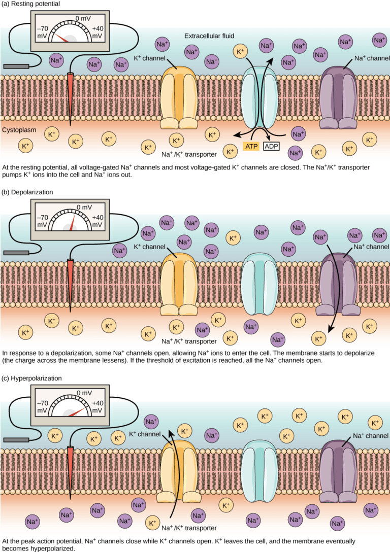 15.04 Neuronal Impulse Transmission – BioMed Foundation