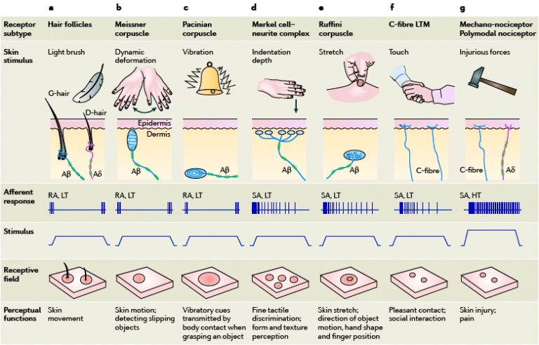 15.05 Receptors – BioMed Foundation