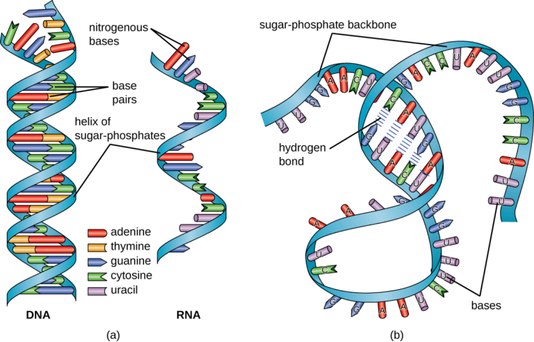 6.02 Structure of DNA and RNA – BioMed Foundation