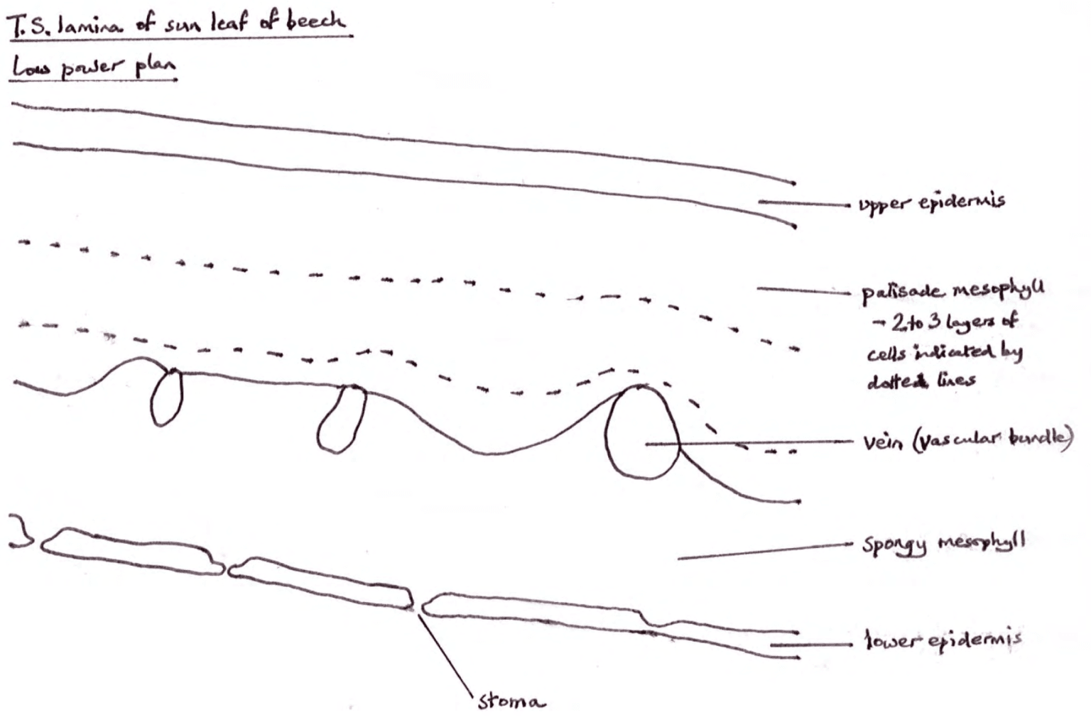 7.04 Biological Drawings – BioMed Foundation