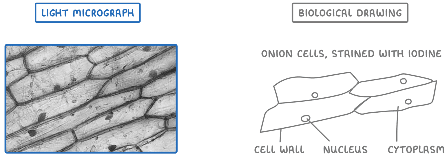 7.04 Biological Drawings – BioMed Foundation