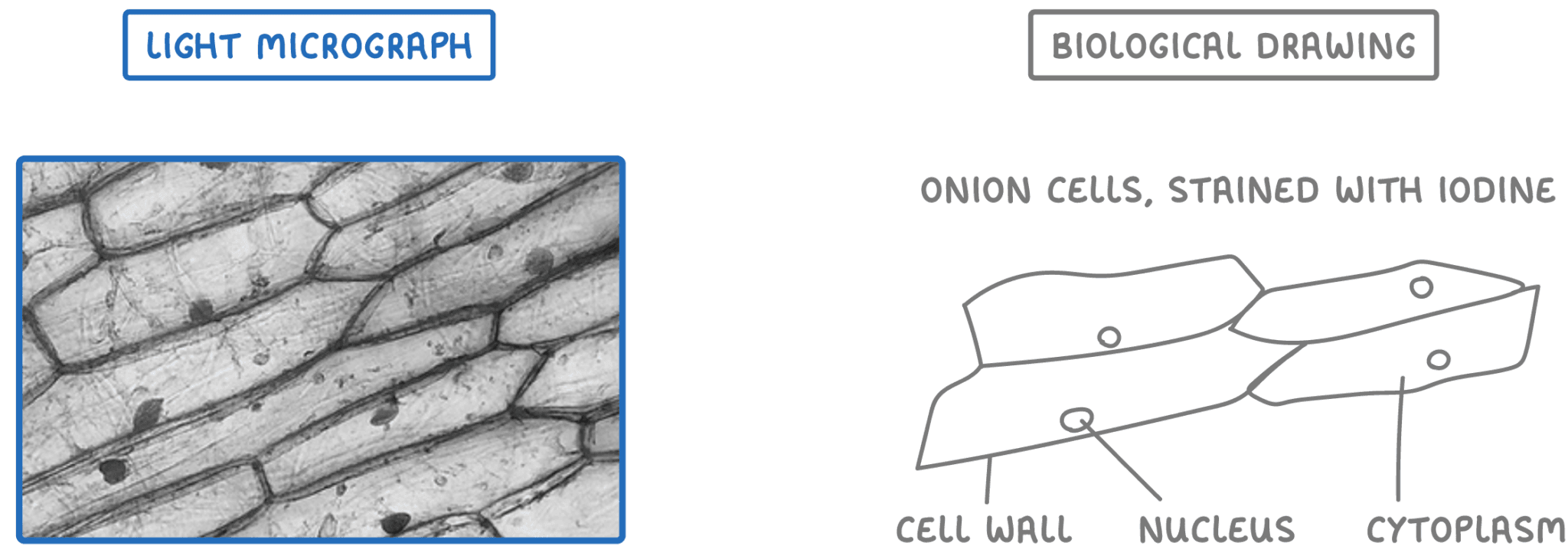 7.04 Biological Drawings – BioMed Foundation
