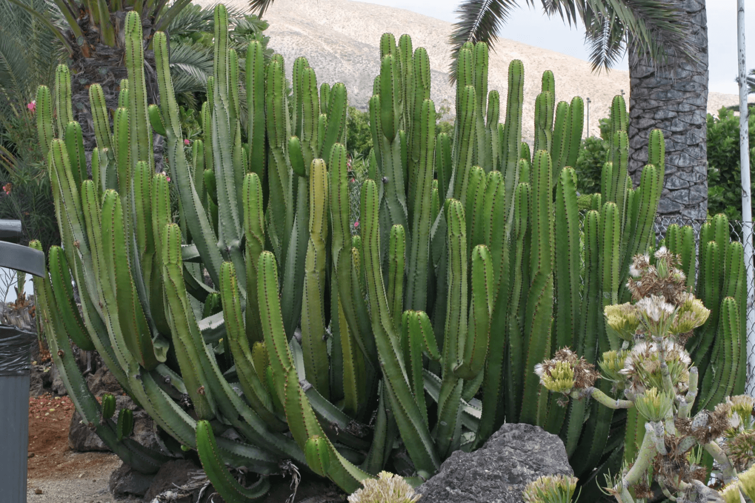 7.06 Xerophytes – BioMed Foundation