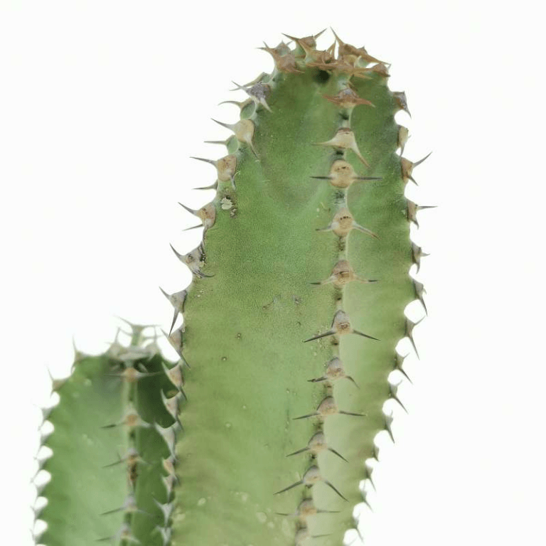 7.06 Xerophytes – BioMed Foundation