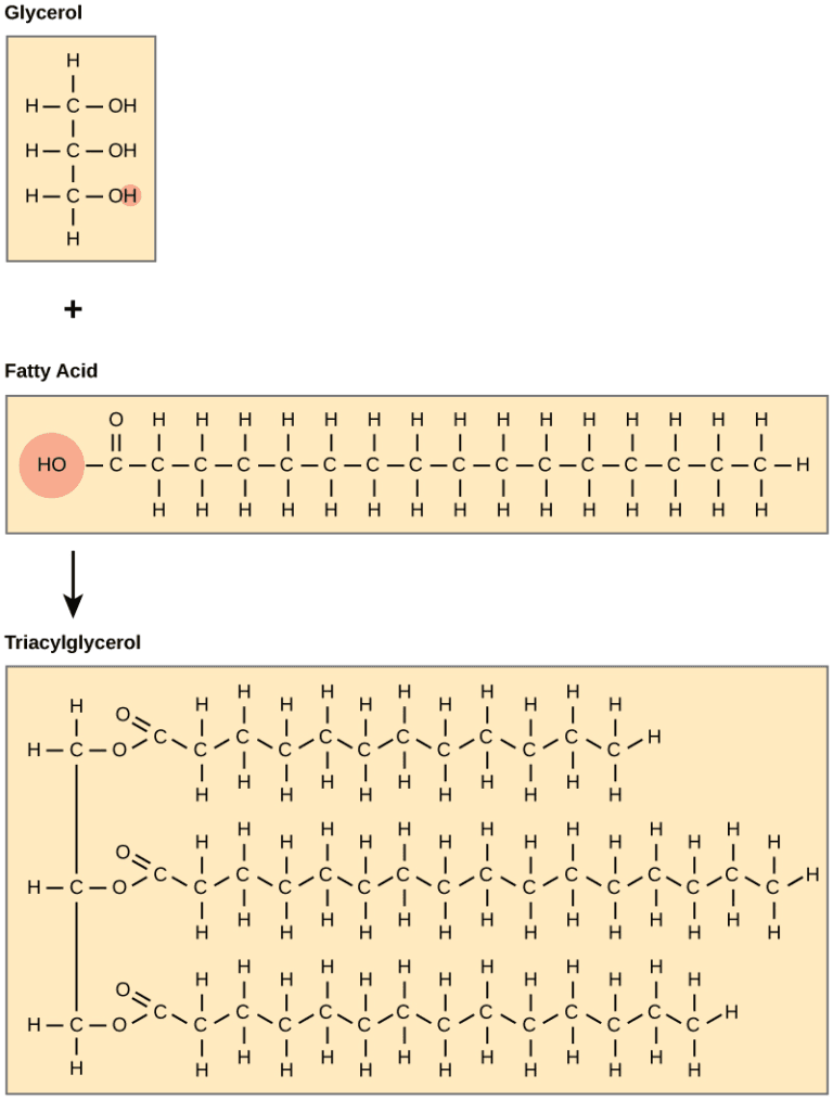 02.07 Lipids & Triglycerides – BioMed Foundation