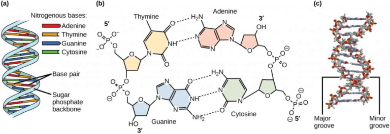 6.02 Structure of DNA and RNA – BioMed Foundation