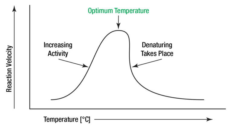 03.04 Enzyme Action: Temperature – BioMed Foundation