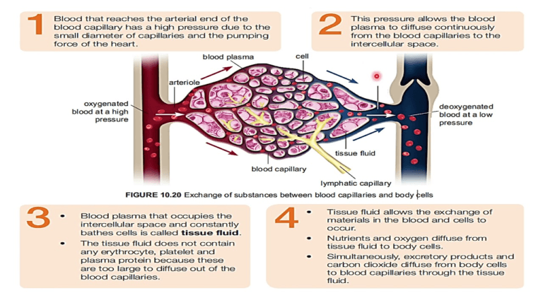 8.04 Tissue Fluid & Lymph – BioMed Foundation