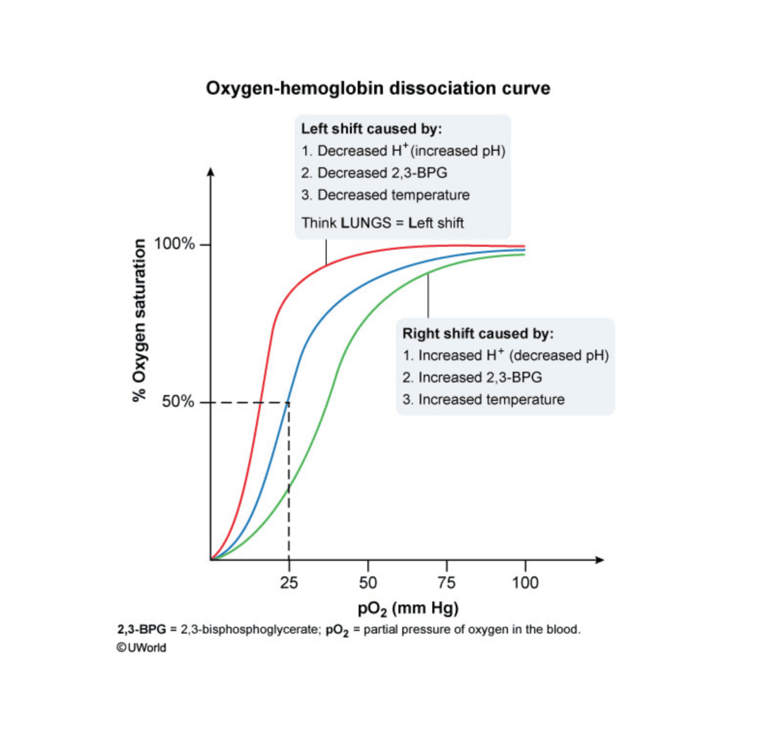 8.06 Haemoglobin (Bohr + Diss. Curve) – BioMed Foundation
