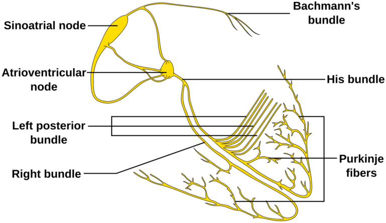 8.09 Electrical Conduction System of the Heart – BioMed Foundation