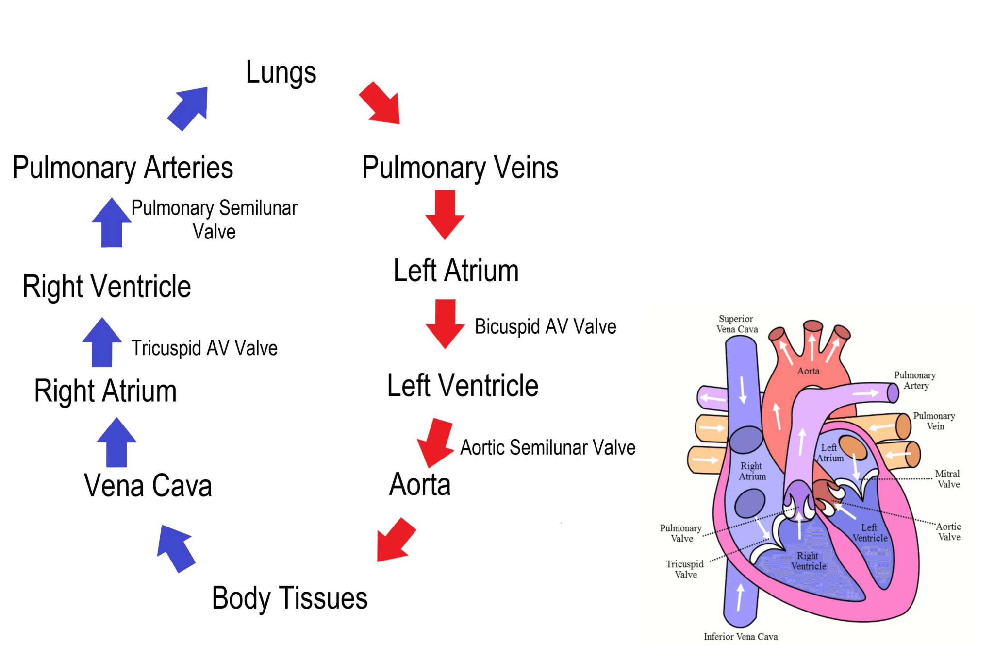 8.09 Electrical Conduction System of the Heart – BioMed Foundation