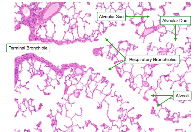 9.03 Trachea, Bronchi, and Bronchioles – BioMed Foundation