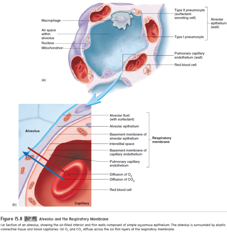 9.05 Alveoli and Gas Exchange – BioMed Foundation