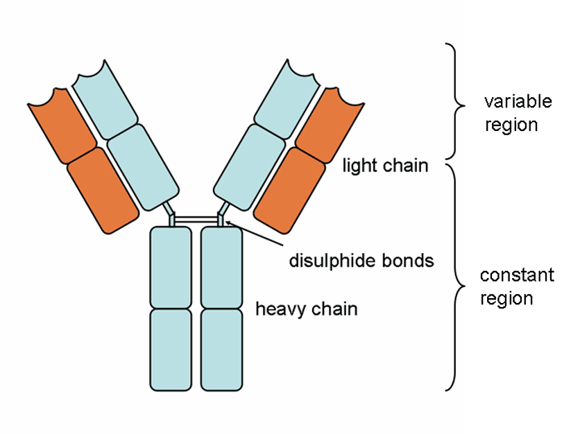 11.01 Antibodies & Blood Groups – BioMed Foundation