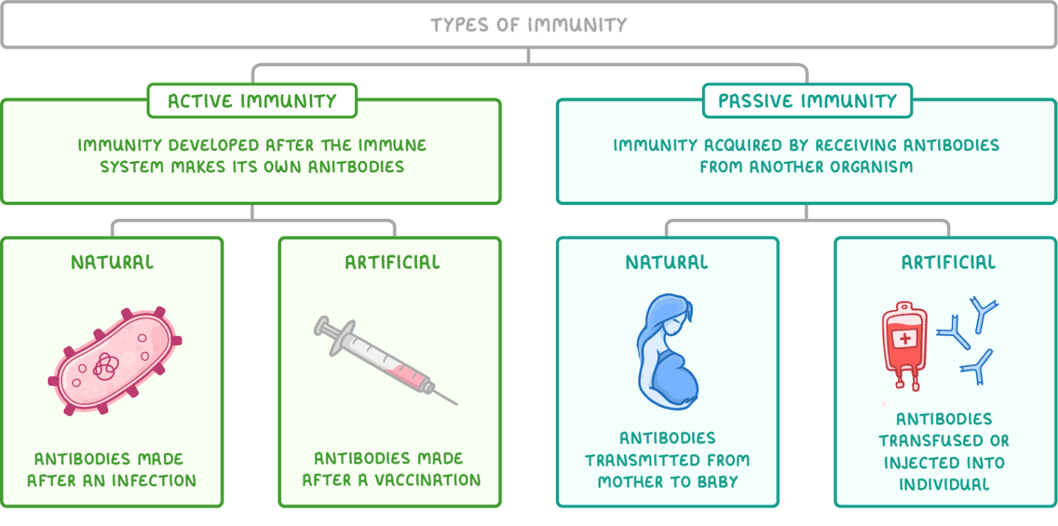11.06 Active & Passive Immunity – BioMed Foundation