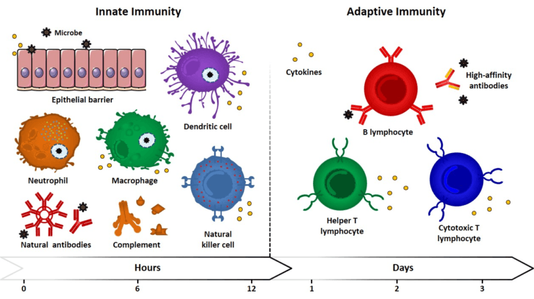 11.06 Active & Passive Immunity – BioMed Foundation