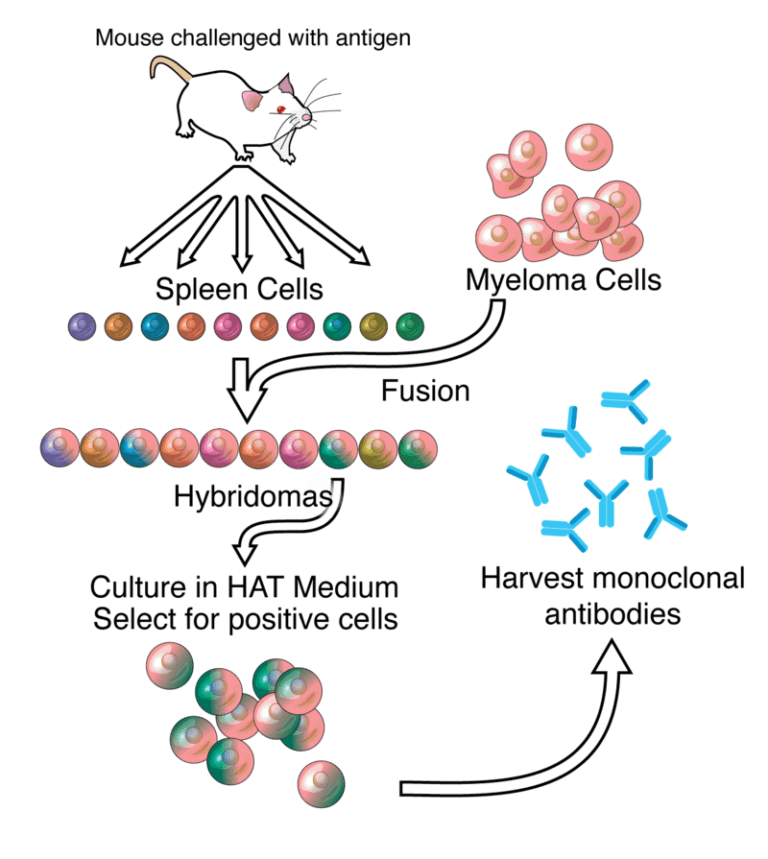 11.08 Monoclonal Antibodies (Mabs) – BioMed Foundation
