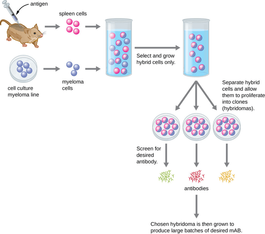 11.08 Monoclonal Antibodies (Mabs) – BioMed Foundation