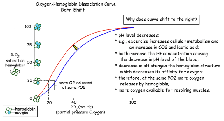 8.06 Haemoglobin (Bohr + Diss. Curve) – BioMed Foundation