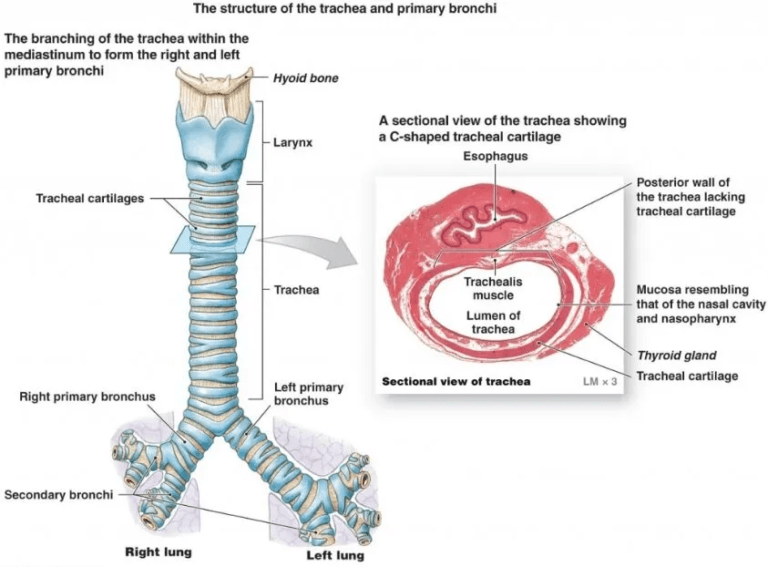 9.02 Structure and Function of the Lungs – BioMed Foundation