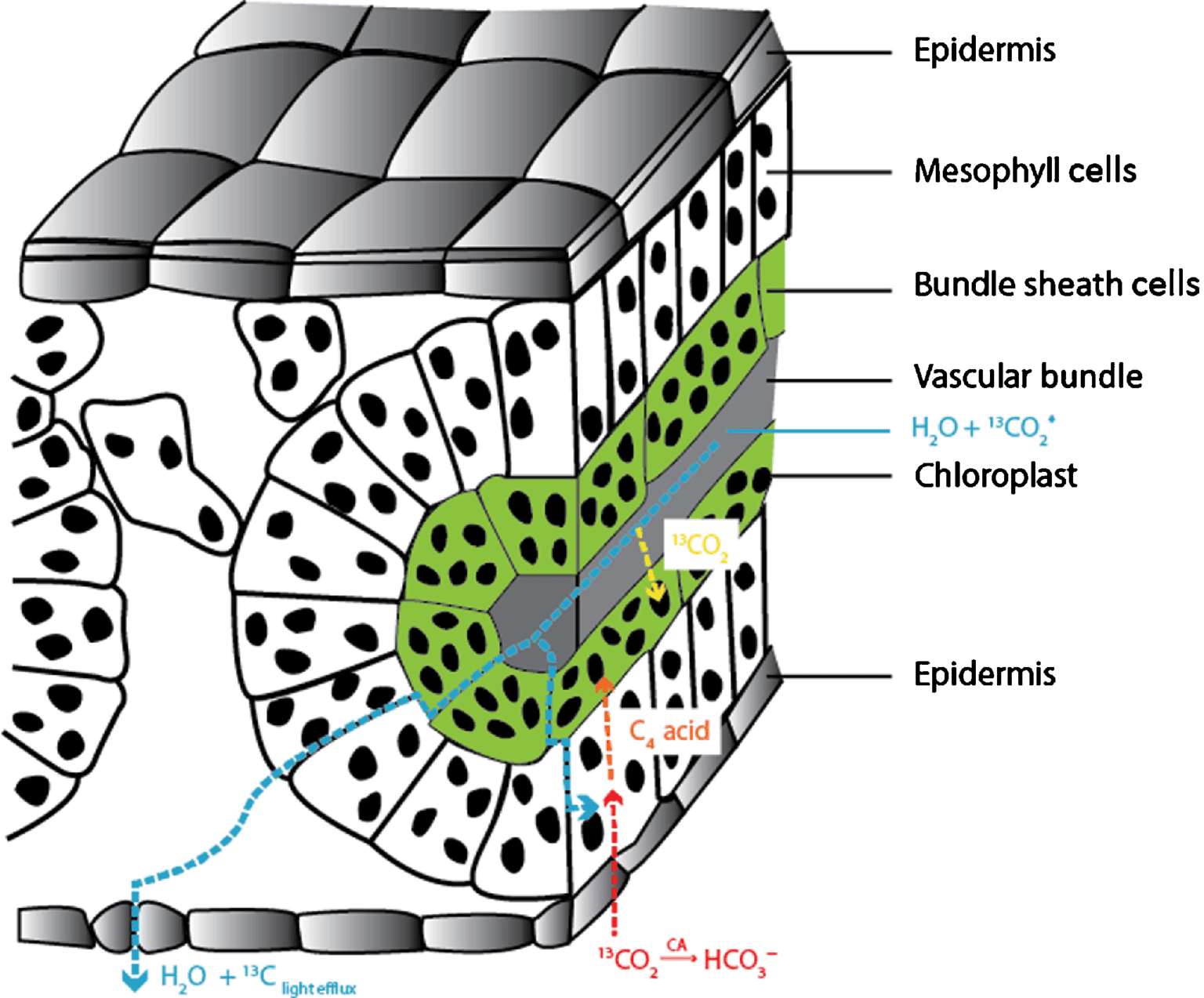 7.10 Water: Leaves → atmosphere – BioMed Foundation